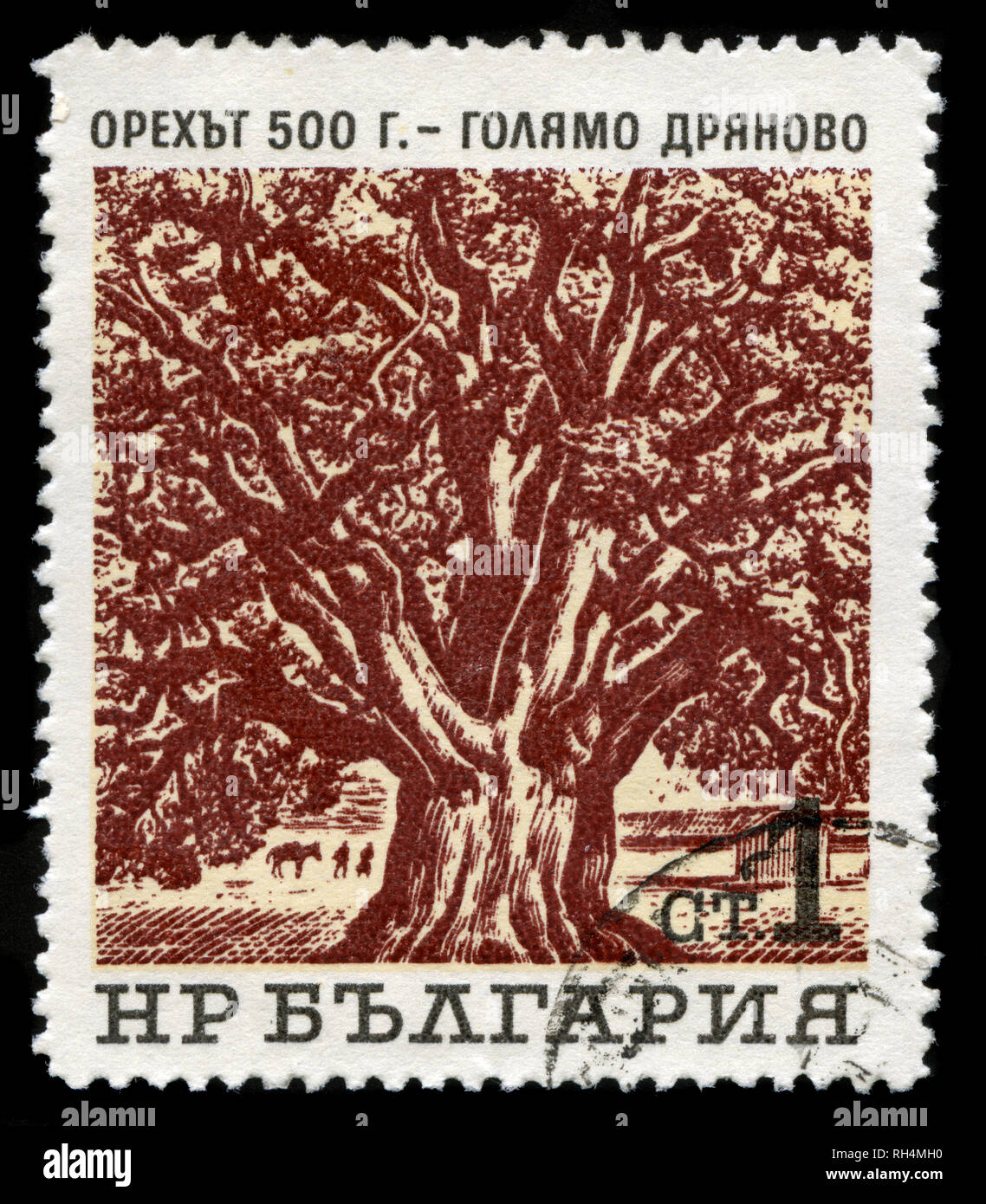 Postage stamp from Bulgaria in the Tree series issued in 1964 Stock ...