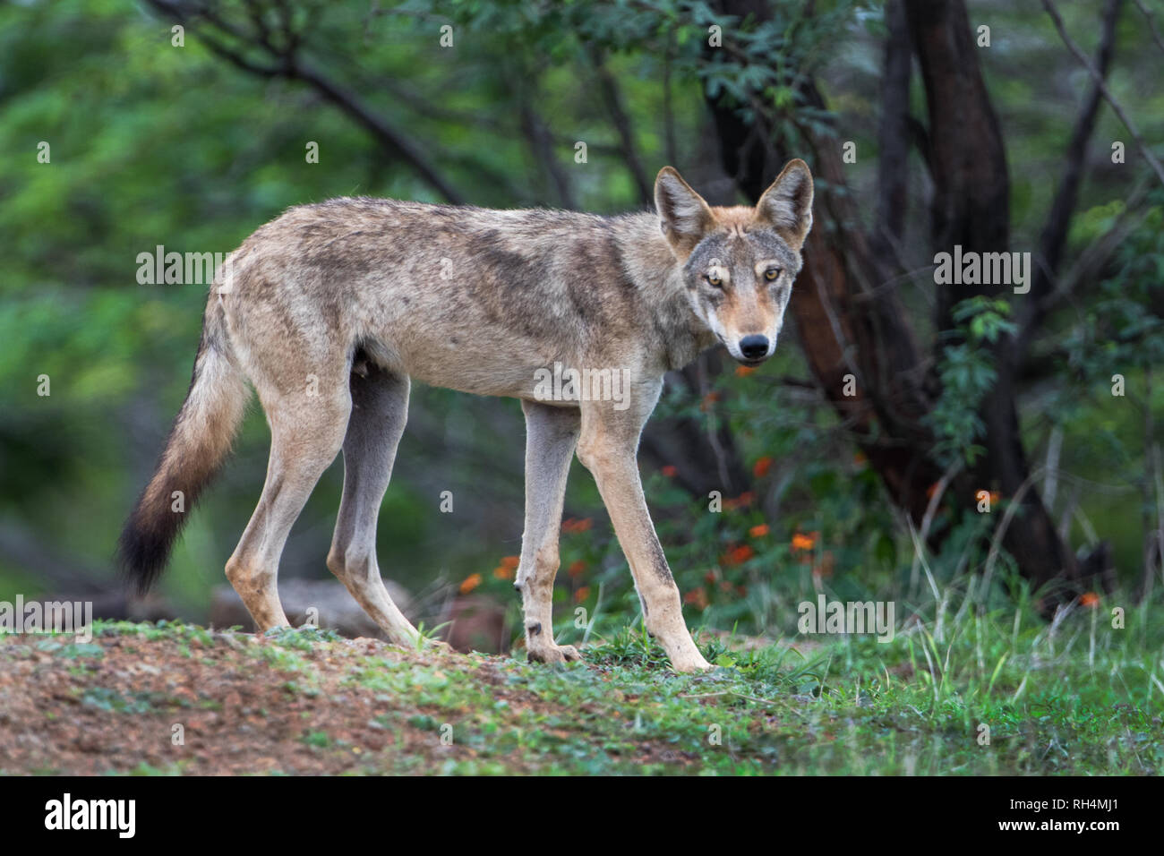 Indian wolf hi-res stock photography and images - Alamy