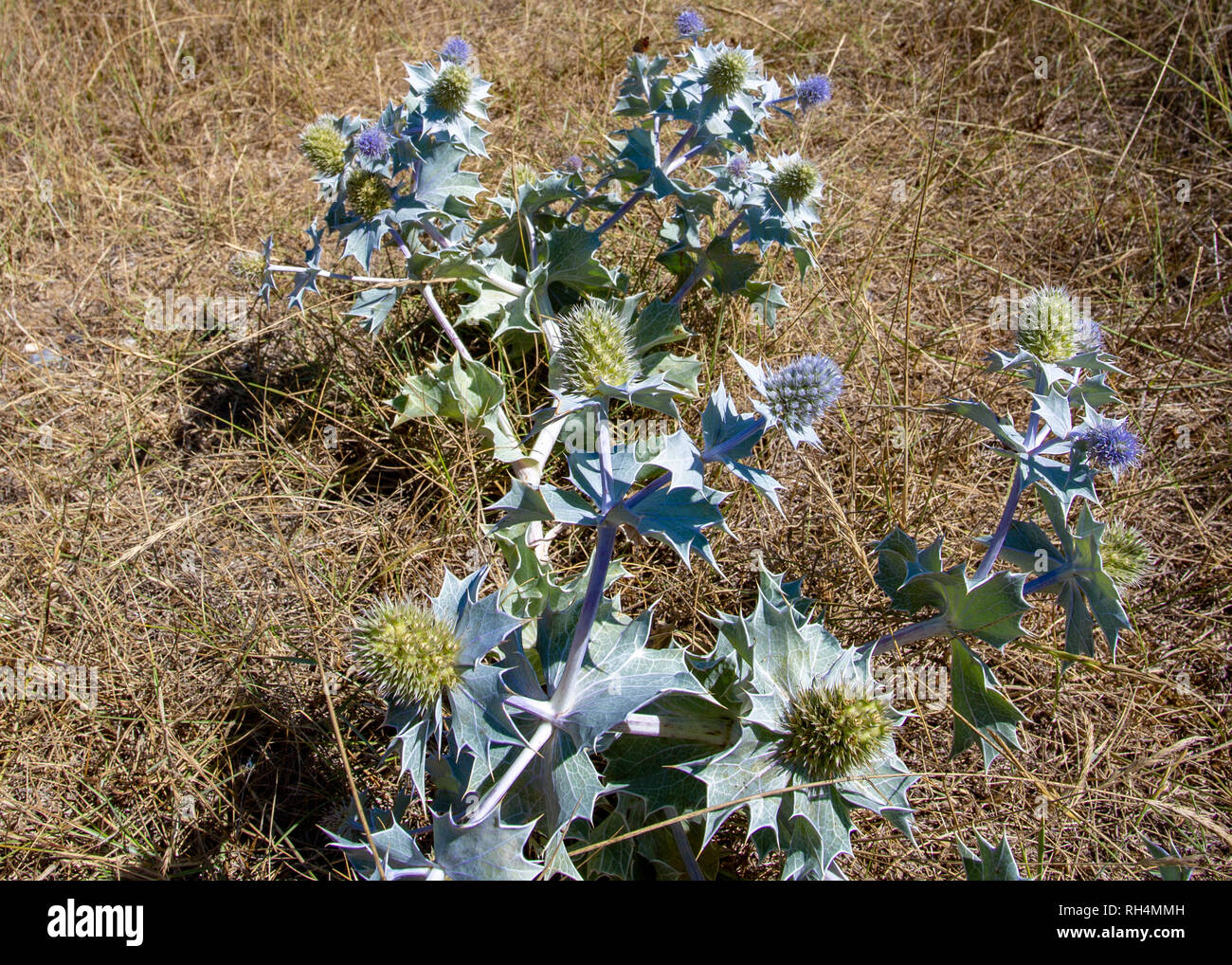 Coastal flowers hi-res stock photography and images - Alamy