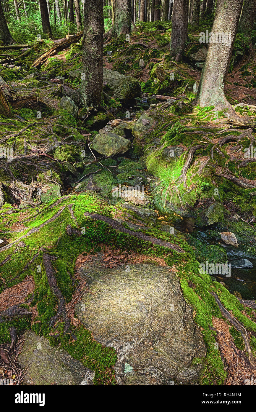 The primeval forest with mossed ground and the creek - HDR Stock Photo ...