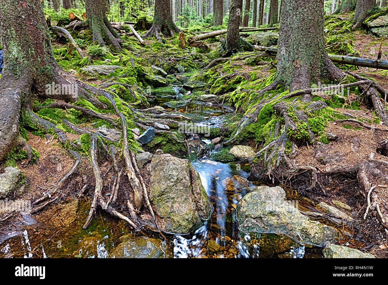 The primeval forest with mossed ground and the creek - HDR Stock Photo ...