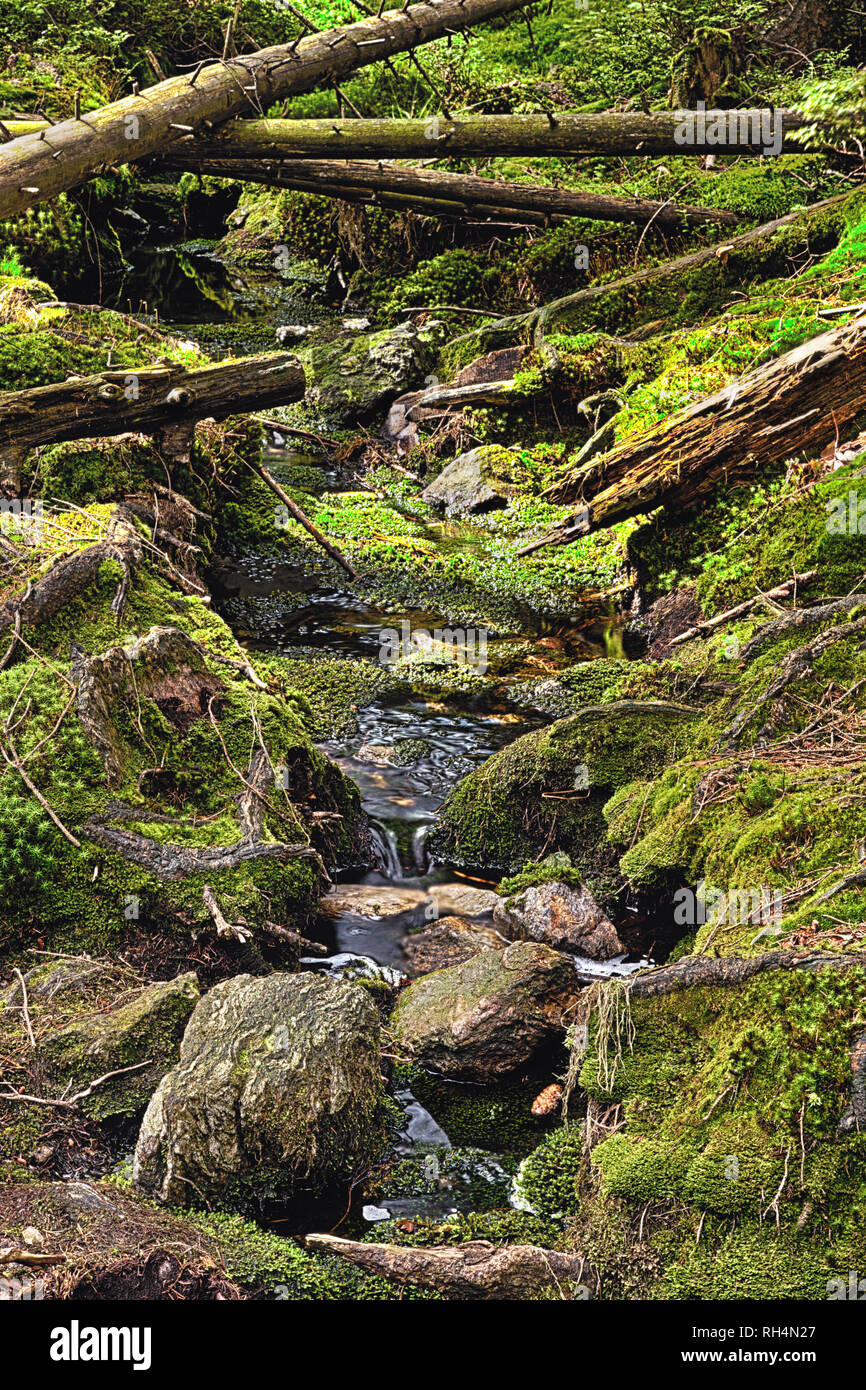 The primeval forest with mossed ground and the creek - HDR Stock Photo ...