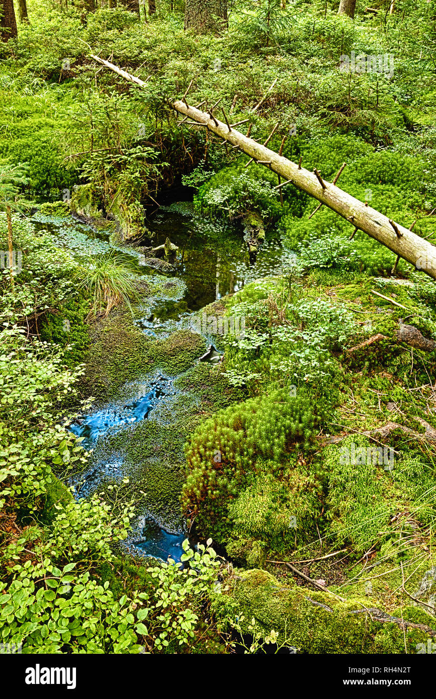 The primeval forest with mossed ground and the morass - HDR Stock Photo ...