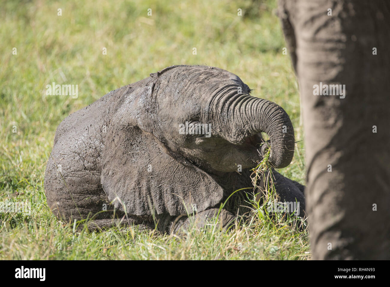 Baby elephant too tired to stand Stock Photo - Alamy