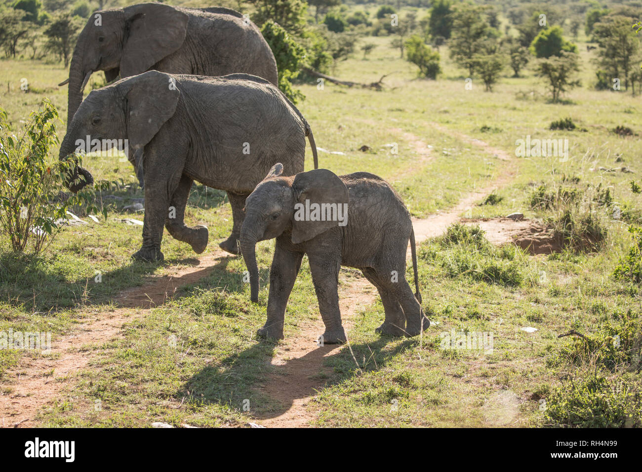 Elephant family on the Masai Mara Stock Photo - Alamy