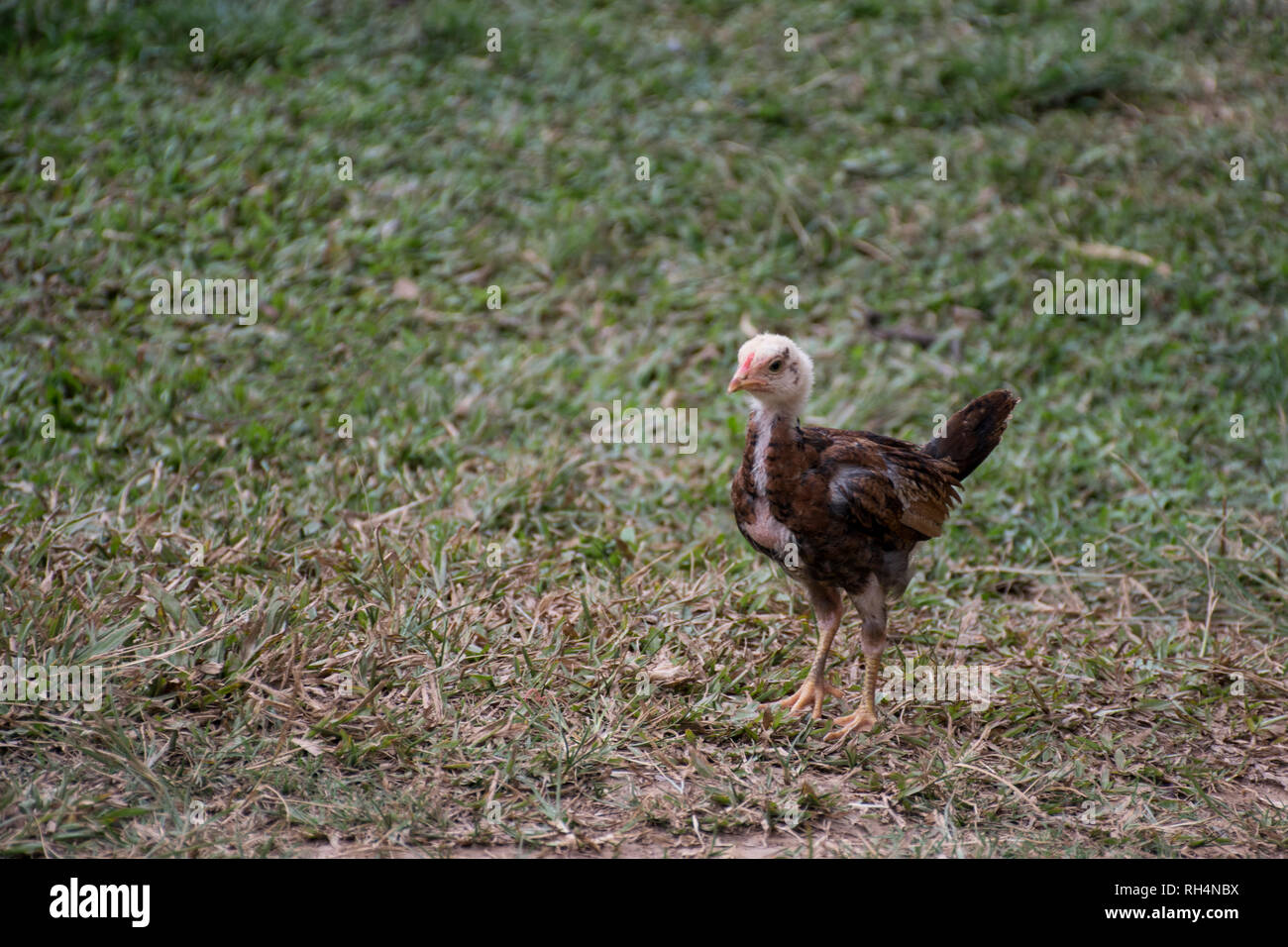 Bird field outdoor chick hi-res stock photography and images - Alamy