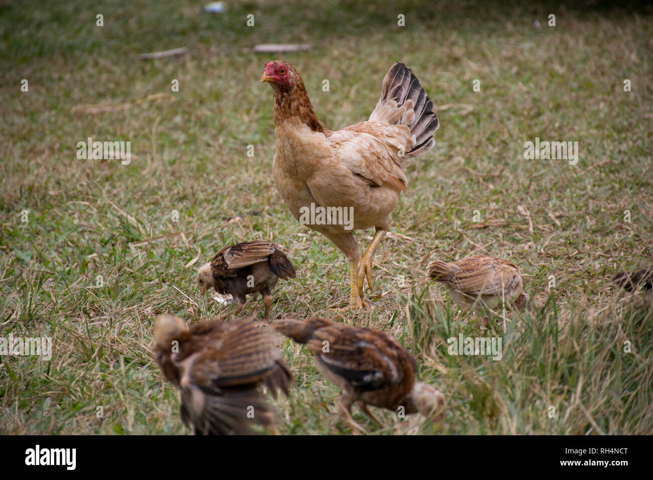 Hen and chick eat hi-res stock photography and images - Alamy