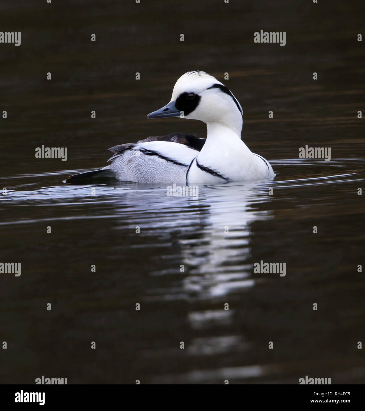 Beautiful drake hi-res stock photography and images - Alamy