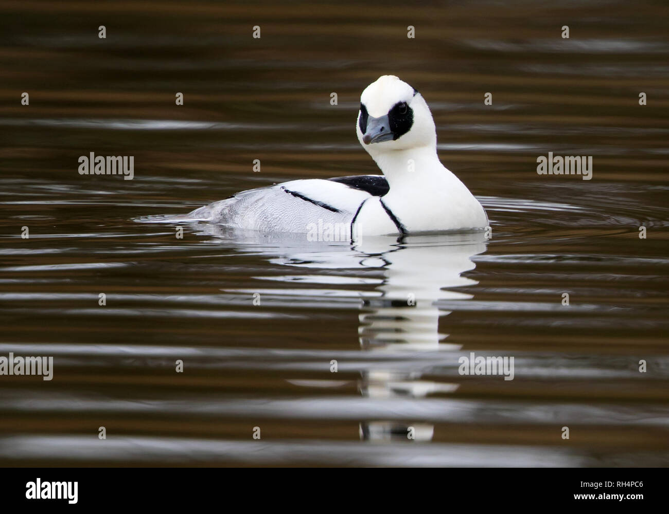 Beautiful drake hi-res stock photography and images - Alamy