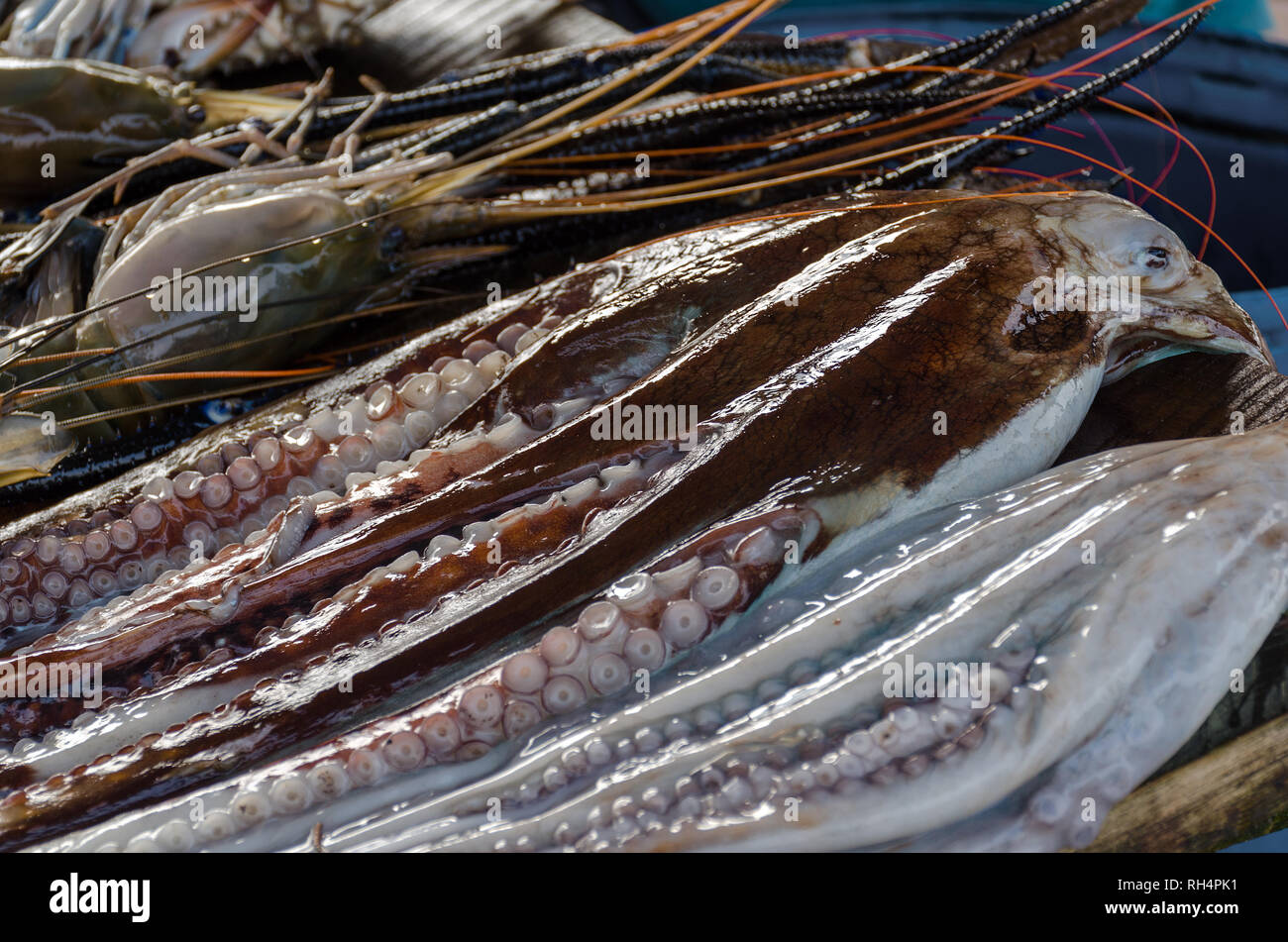 Fresh uncut octopus on the market. Seafood counter in Sri Lanka Stock ...