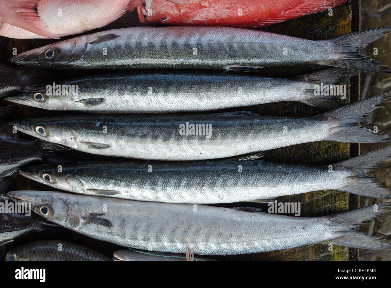 Fresh barracuda fish market hi-res stock photography and images - Alamy