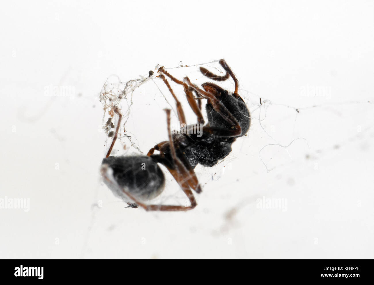 Macro Photography of Black Garden Ant Stuck on The Spider Web Stock ...