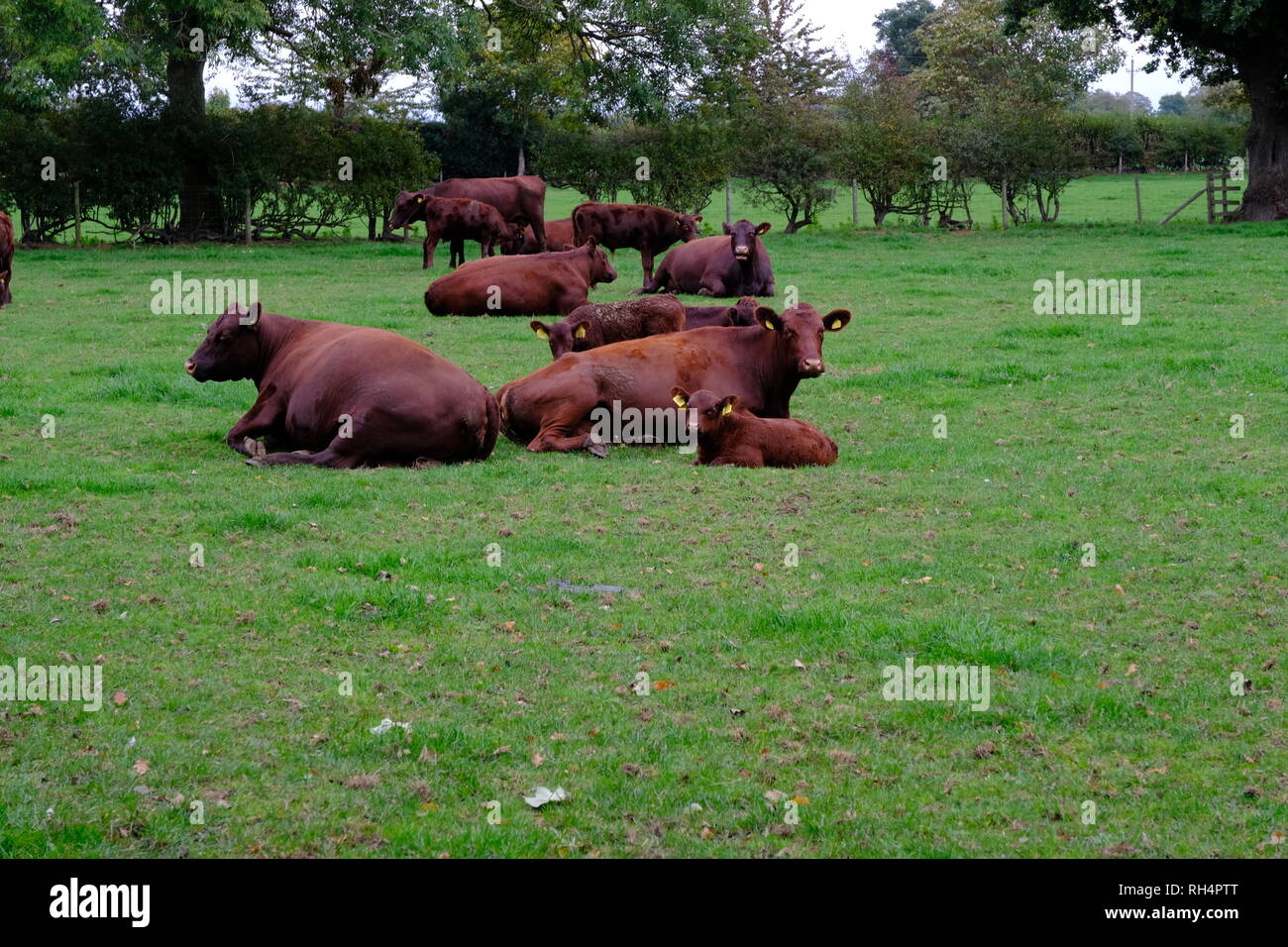 Red Poll, Cattle, Calf Feeding, Red Cattle, Rural Scene, Cheshire ...