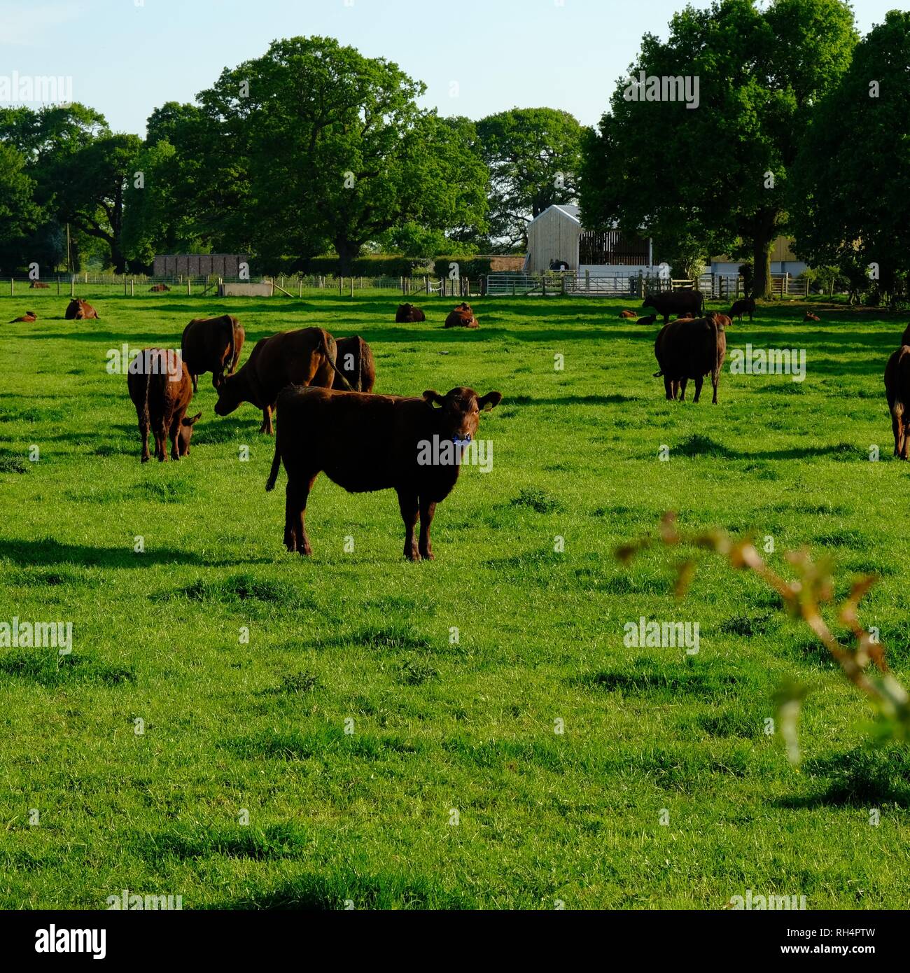 Red Poll, Cattle, Calf Feeding, Red Cattle, Rural Scene, Cheshire ...
