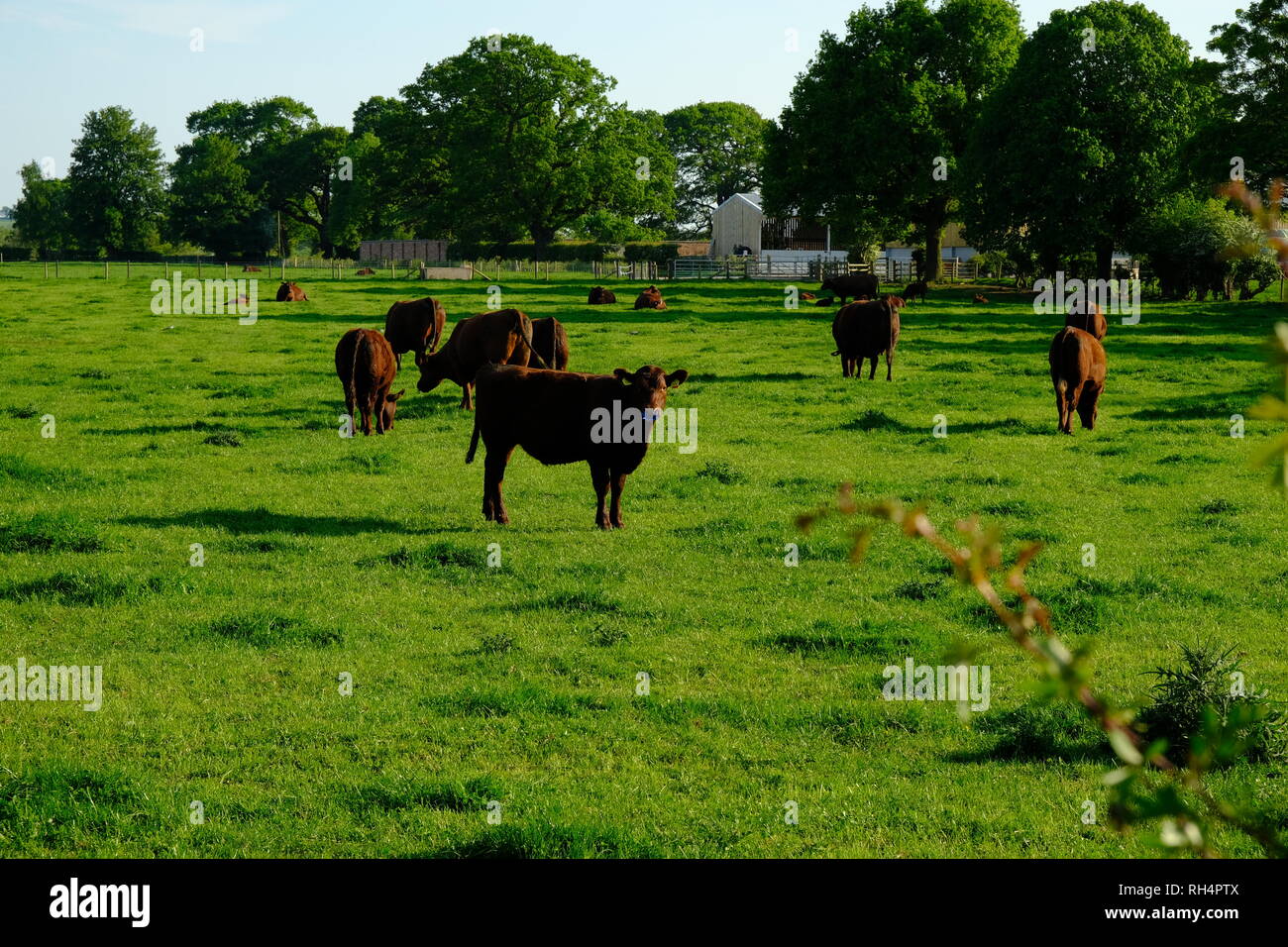 Red Poll, Cattle, Calf Feeding, Red Cattle, Rural Scene, Cheshire ...