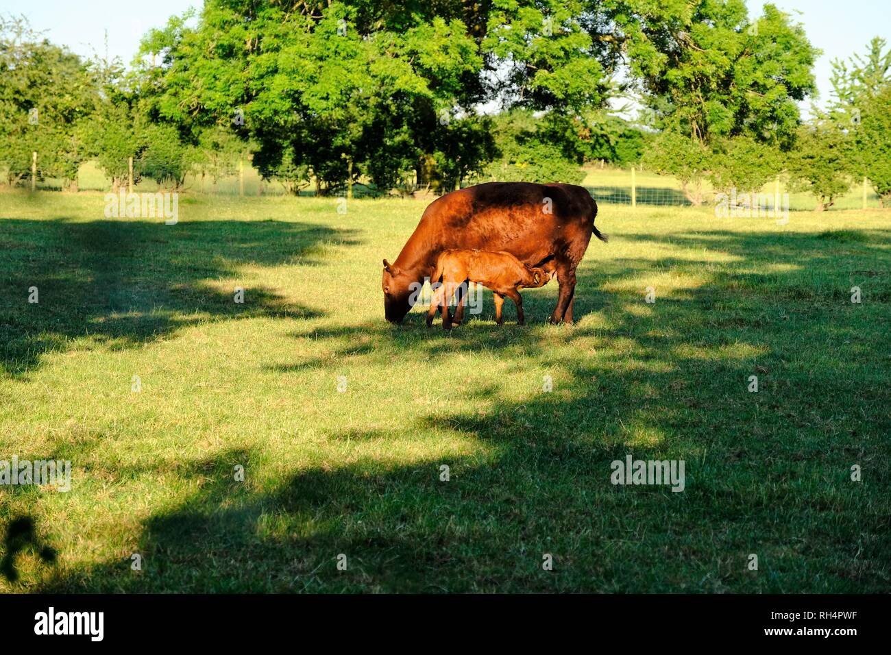 Polled dairy cattle hi-res stock photography and images - Alamy