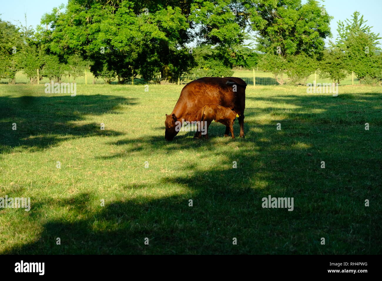 Red Poll, Cattle, Calf Feeding, Red Cattle, Rural Scene, Cheshire ...