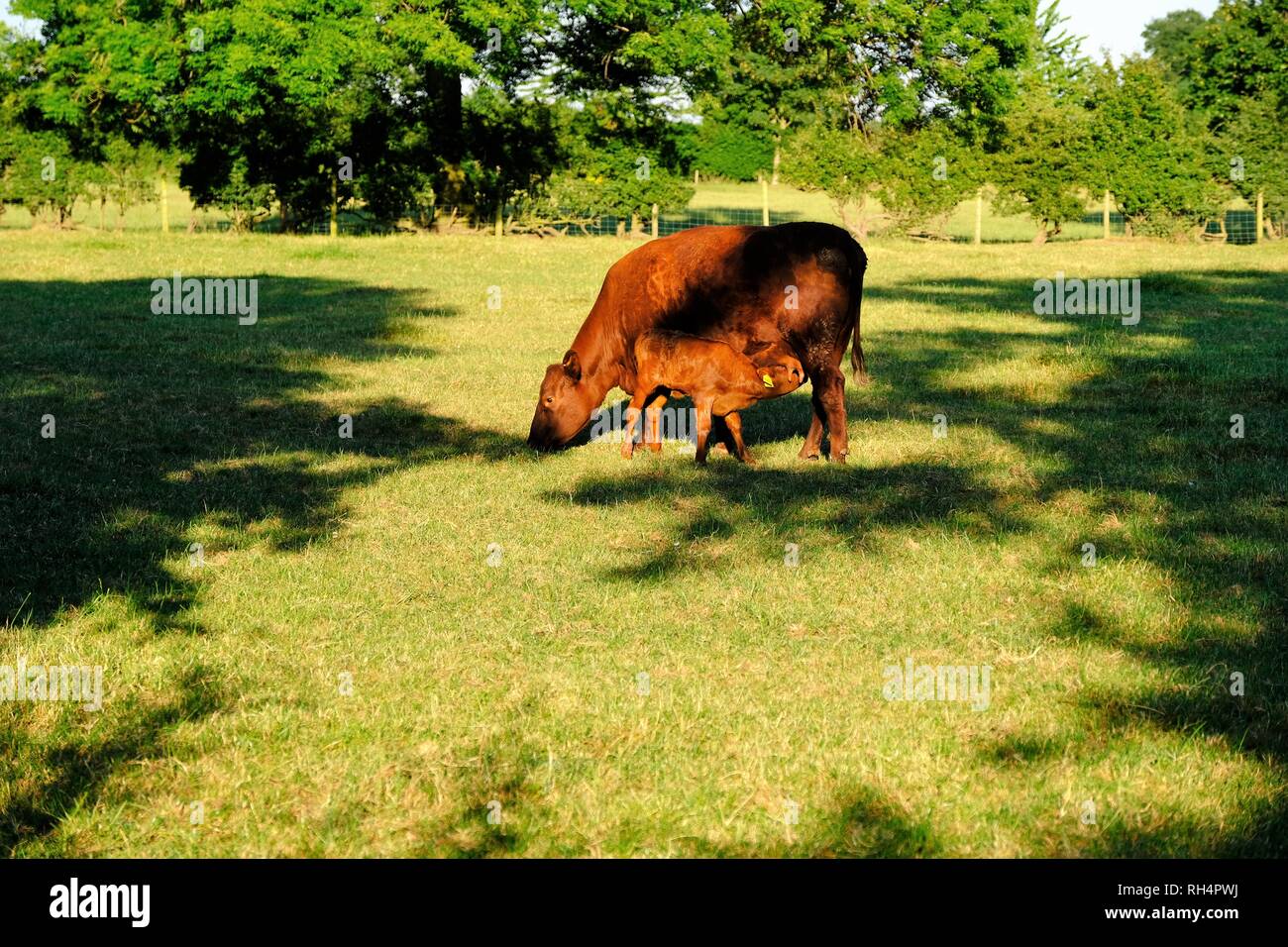 Red Poll, Cattle, Calf Feeding, Red Cattle, Rural Scene, Cheshire ...