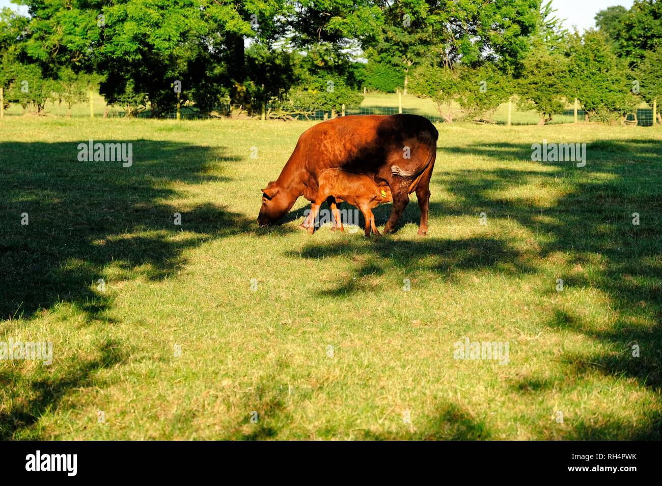 Red Poll, Cattle, Calf Feeding, Red Cattle, Rural Scene, Cheshire ...