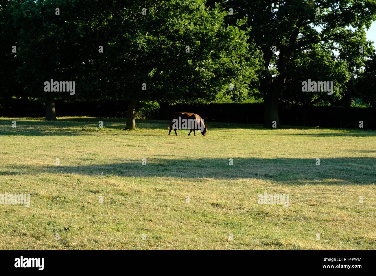 Red Poll, Cattle, Calf Feeding, Red Cattle, Rural Scene, Cheshire ...