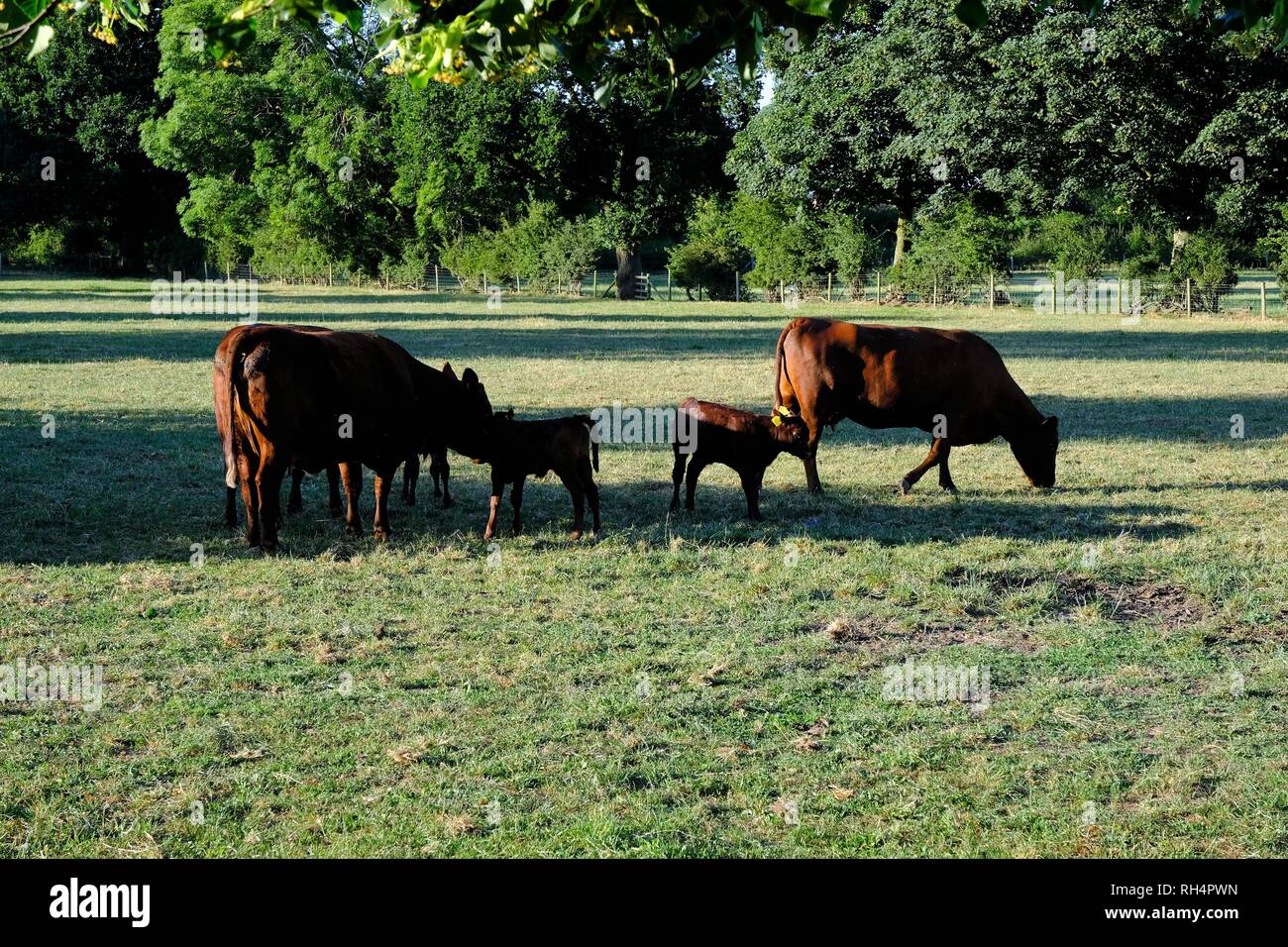 Red Poll, Cattle, Calf Feeding, Red Cattle, Rural Scene, Cheshire ...