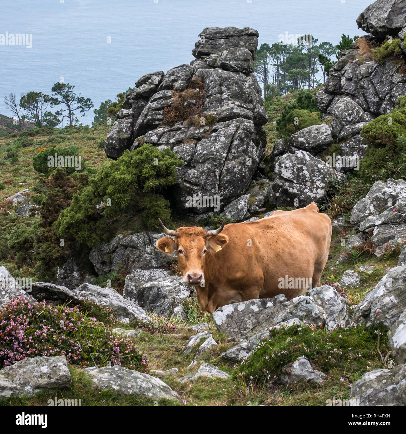 Galician blond hi-res stock photography and images - Alamy