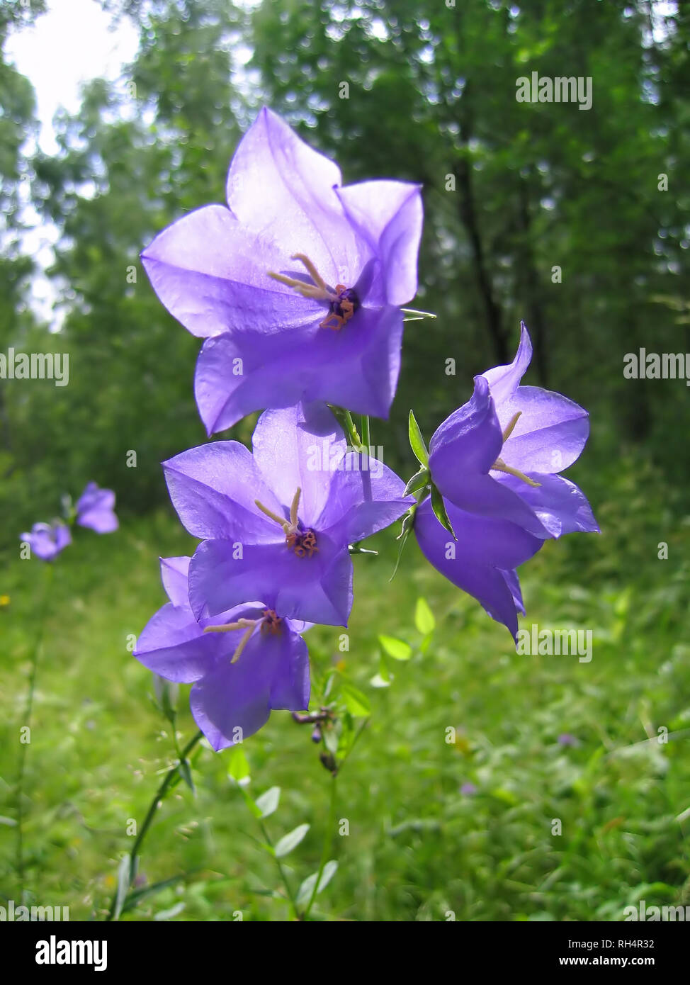 Bell forest hi-res stock photography and images - Alamy