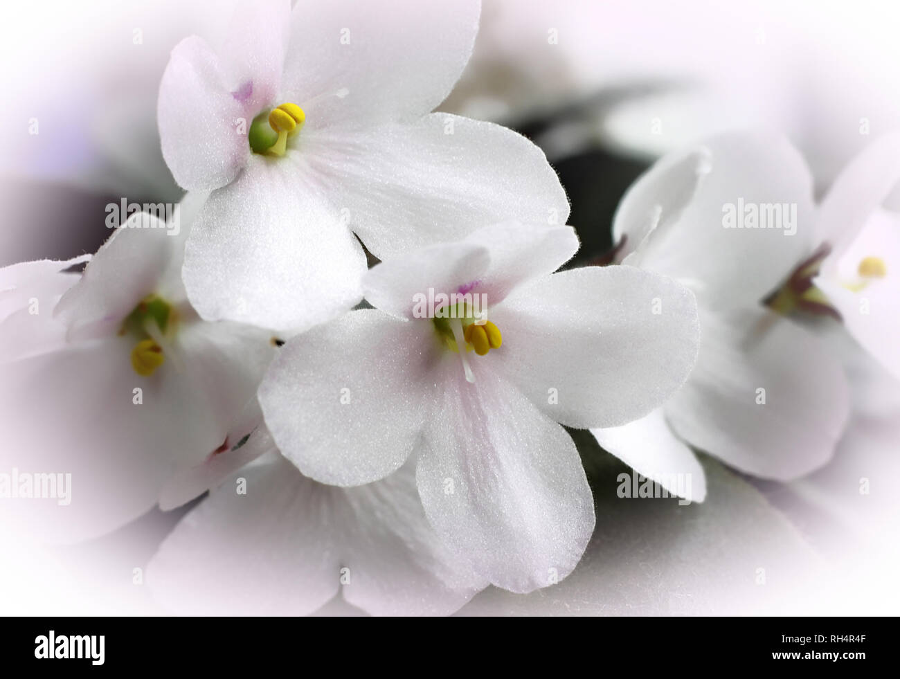 White violet hi-res stock photography and images - Alamy