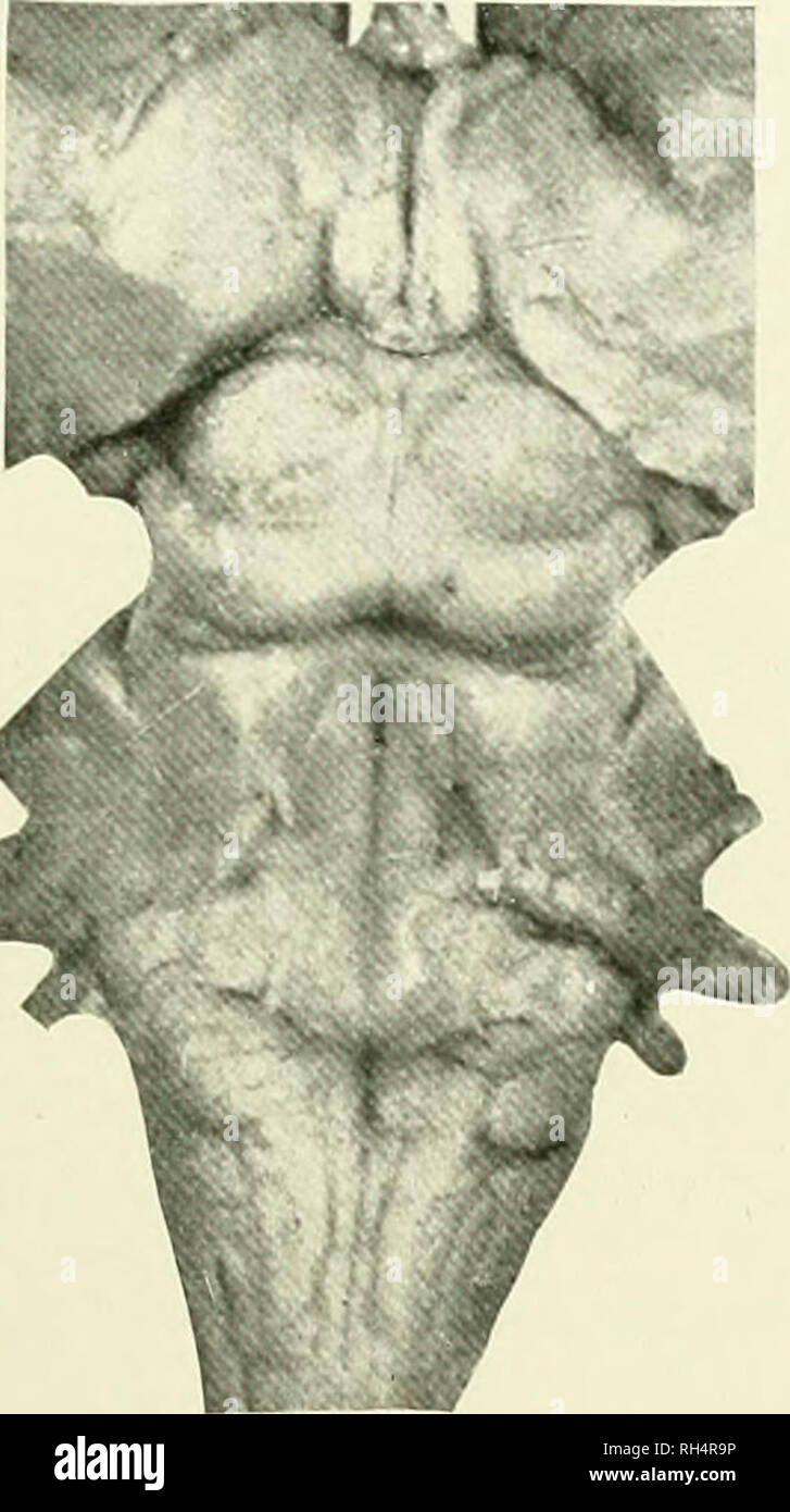 . The brain from ape to man; a contribution to the study of the ...