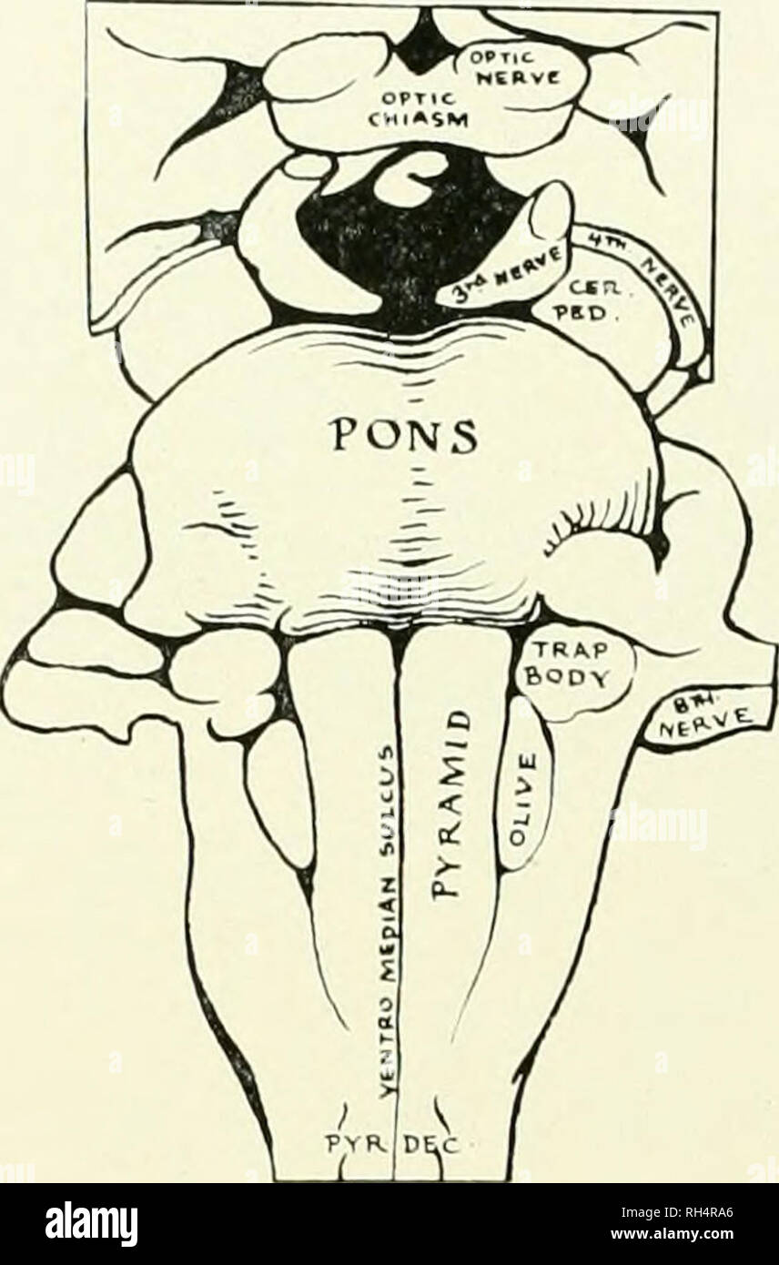 . The brain from ape to man; a contribution to the study of the ...