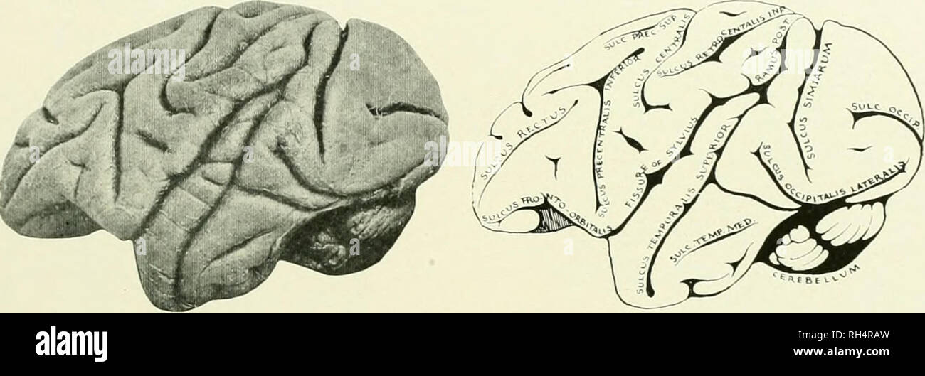 Actual human brain hi-res stock photography and images - Alamy