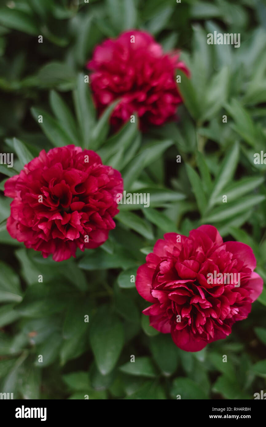 Group of fresh red peonies in the garden in the summer. Closeup of ...
