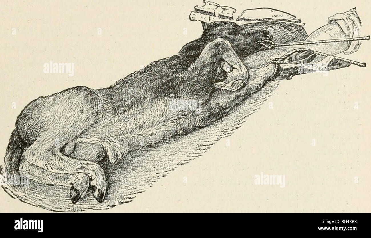 . Bovine obstetrics. Veterinary obstetrics. CLASSIFICATION OF ABNORMAL ...