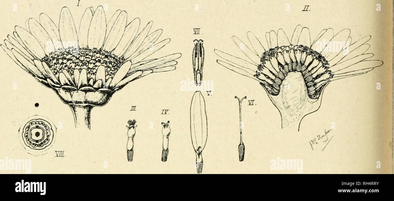 . Botany of the living plant. Botany. 536 BOTANY OF THE LIVING PLANT ...