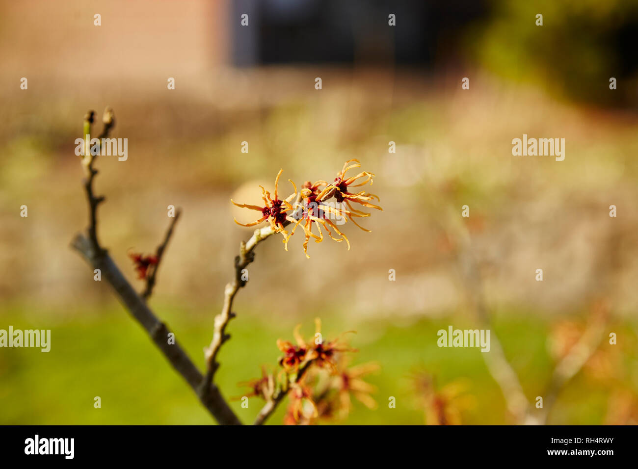 Witch hazel plant hi-res stock photography and images - Alamy