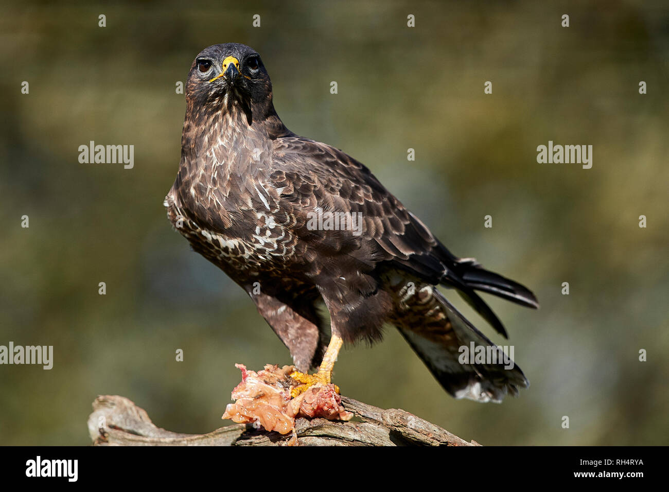 Common Buzzard eating on a branch Stock Photo - Alamy