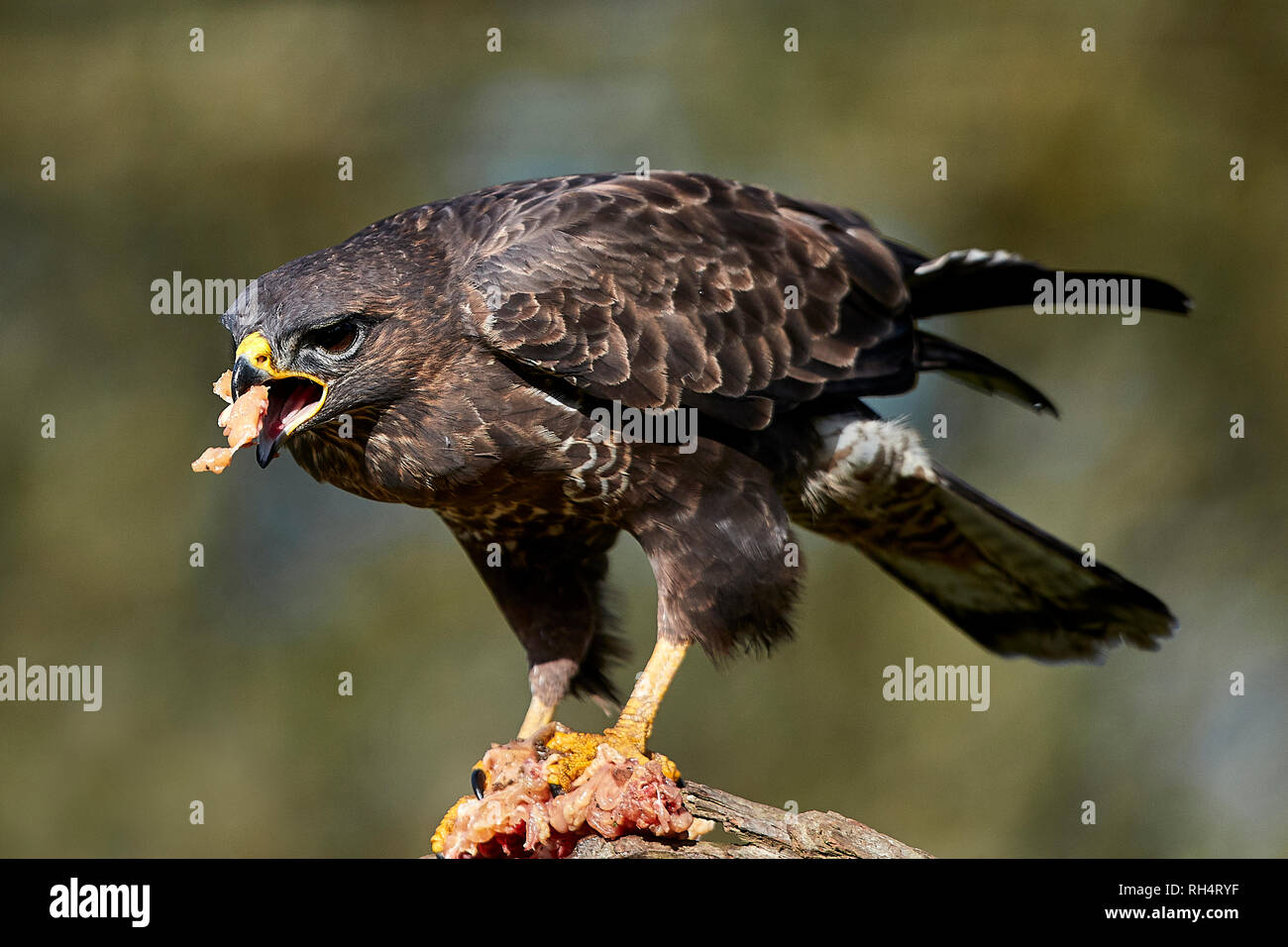 Rapacious bird hi-res stock photography and images - Alamy