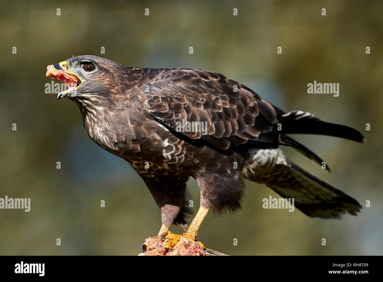 Common Buzzard eating on a branch Stock Photo - Alamy