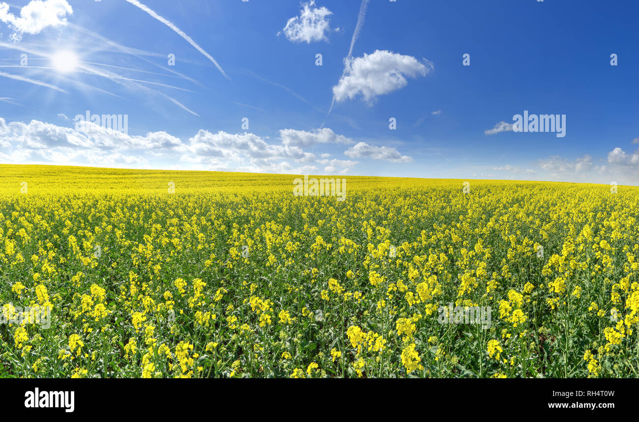 Blooming rapeseed field with contrails in the sunny sky Stock Photo - Alamy