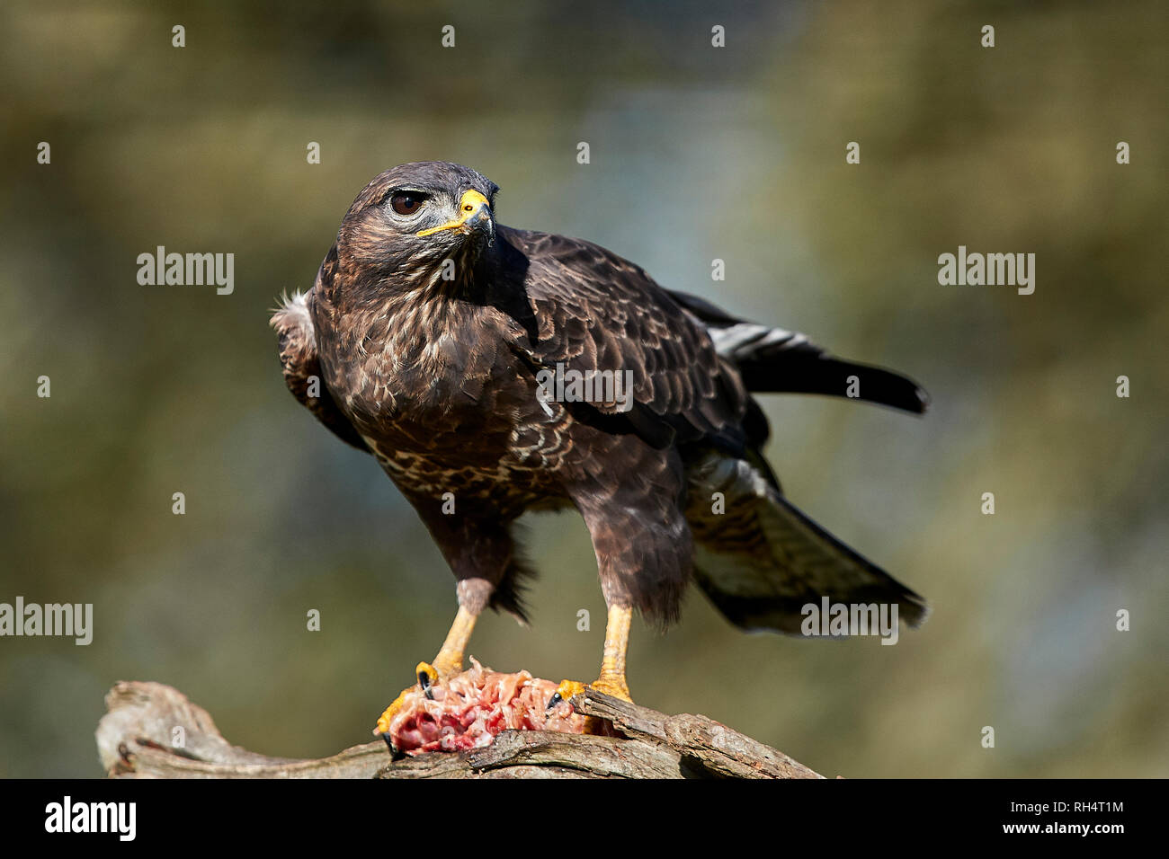 Common Buzzard eating on a branch Stock Photo - Alamy