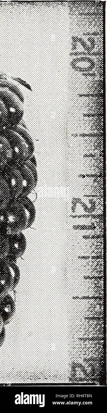 Blackberry seedling hi-res stock photography and images - Alamy