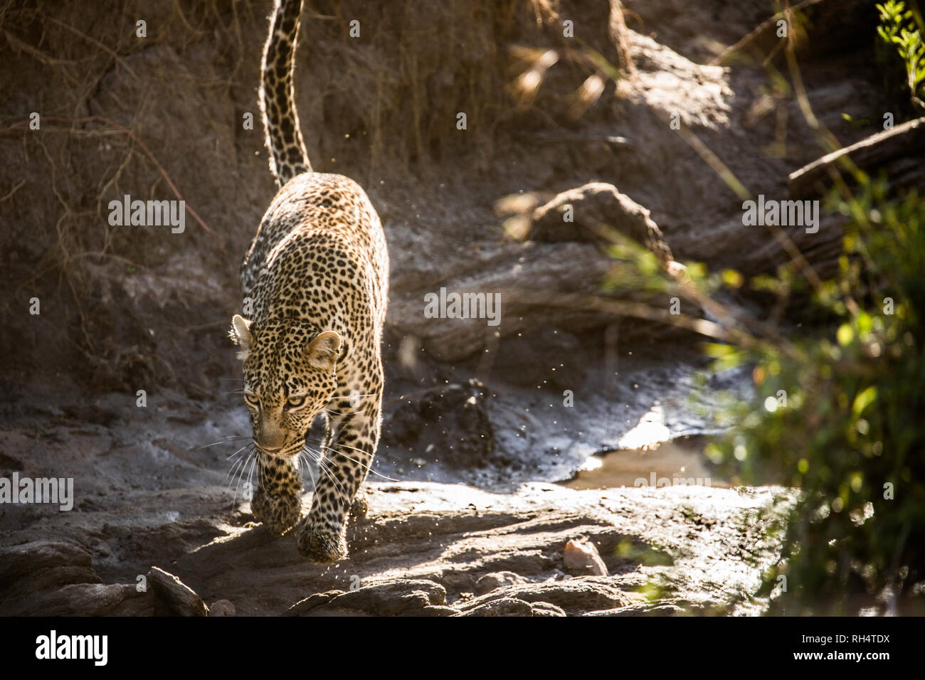 Dried up river bed hi-res stock photography and images - Alamy