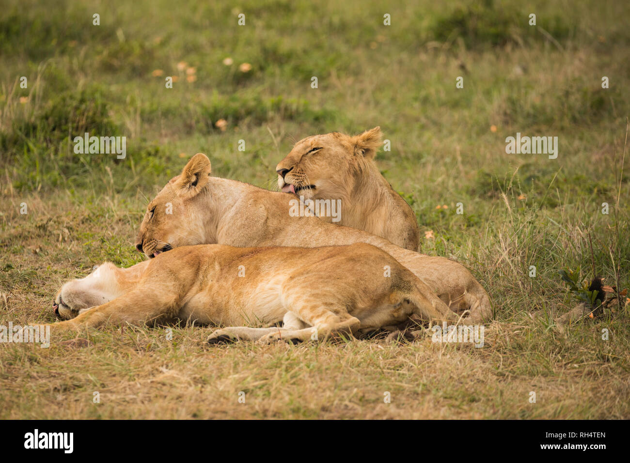 Three lions grooming Stock Photo - Alamy