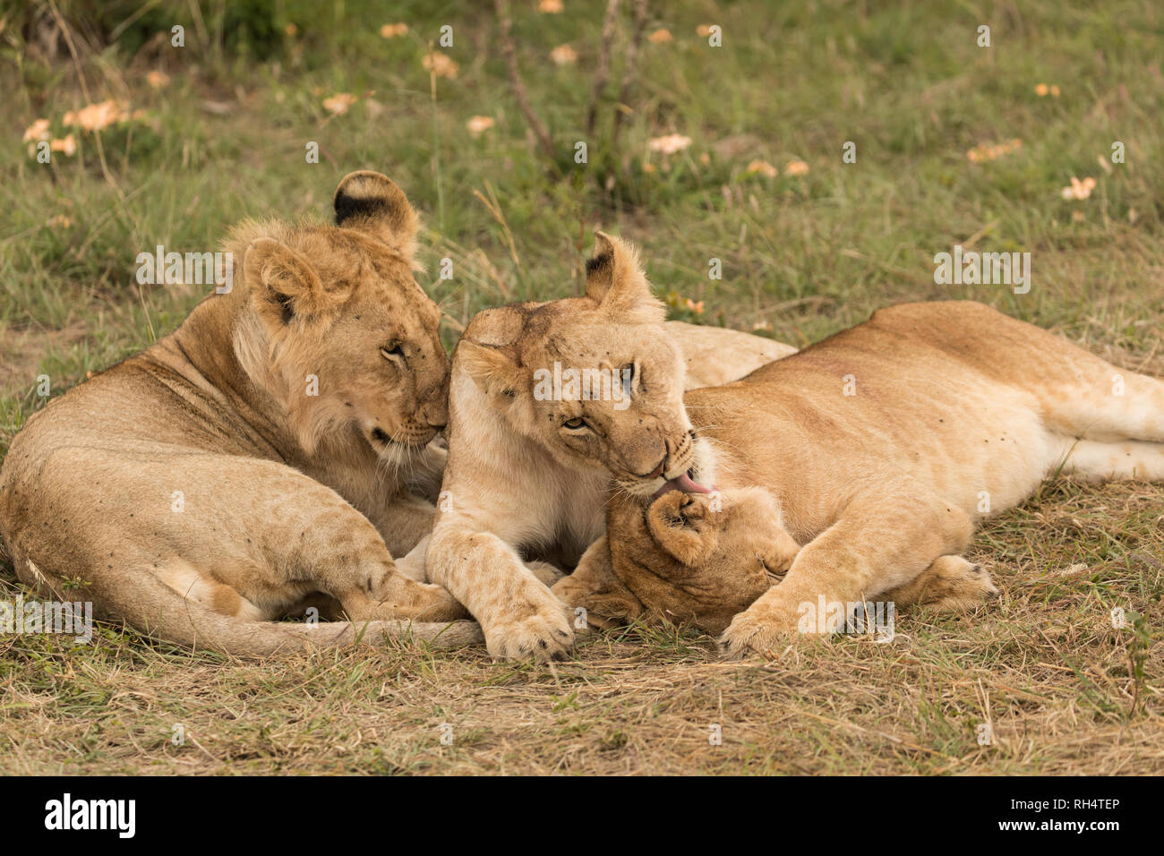 Three lions grooming Stock Photo - Alamy