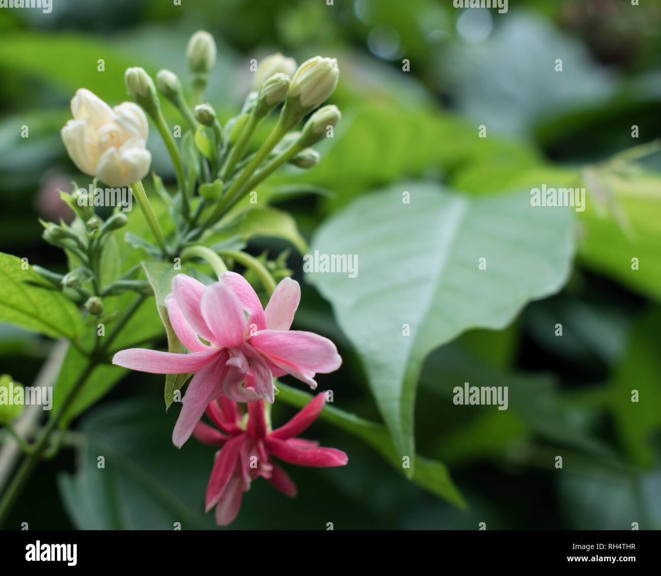 Red jasmine hi-res stock photography and images - Alamy