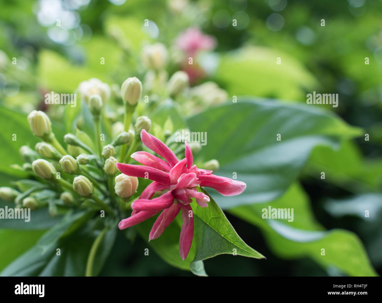 Red jasmine was blooming Stock Photo - Alamy