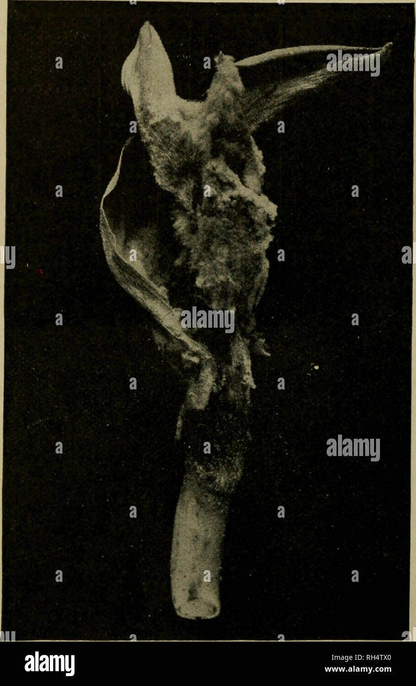 Botrytis allii hi-res stock photography and images - Alamy