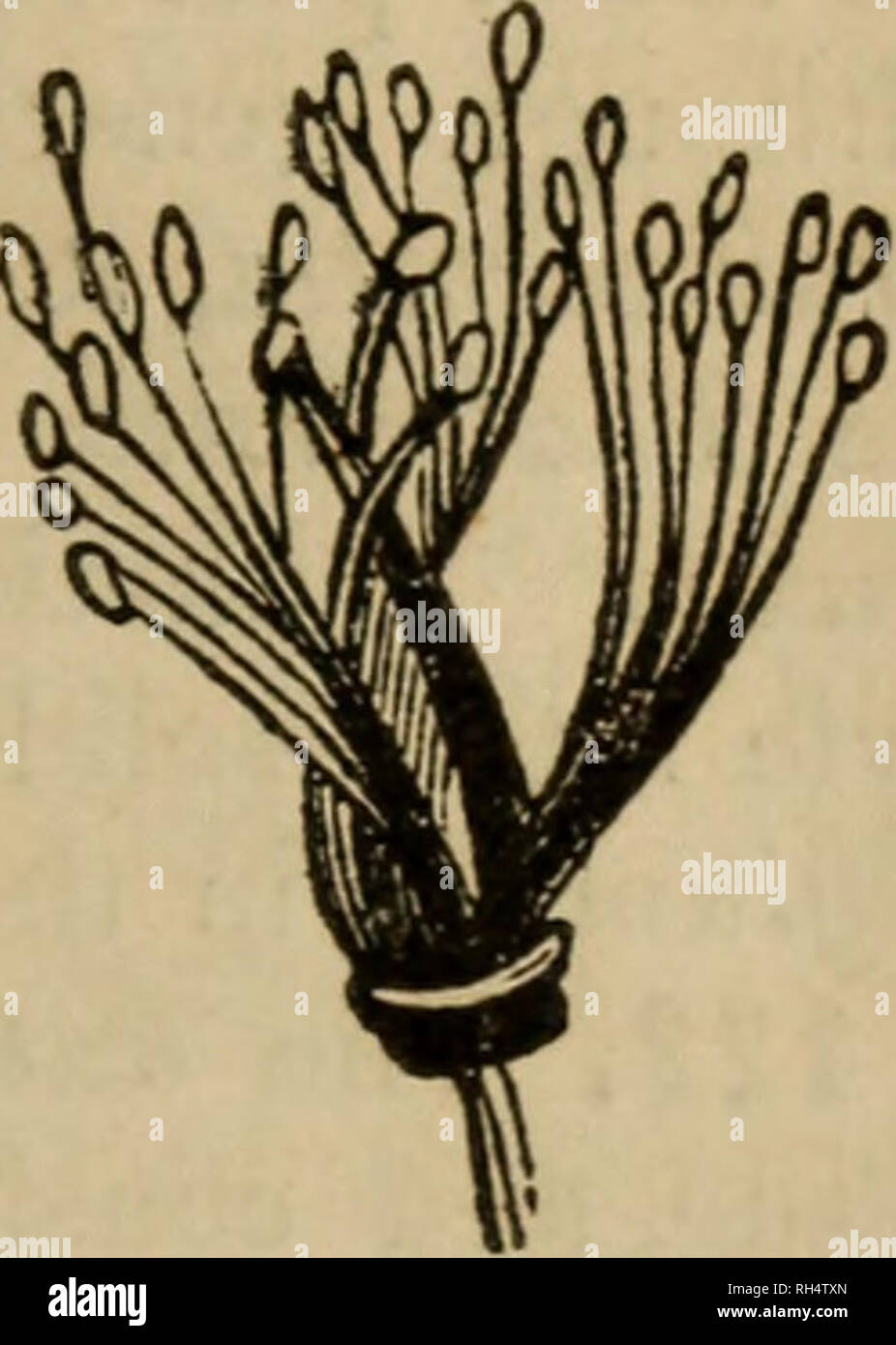 Hyperica hi-res stock photography and images - Alamy