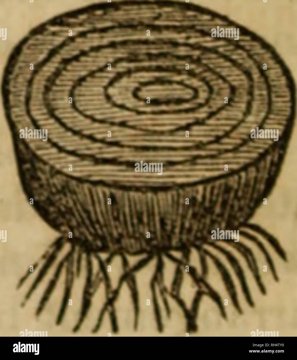 Cormus hi-res stock photography and images - Alamy