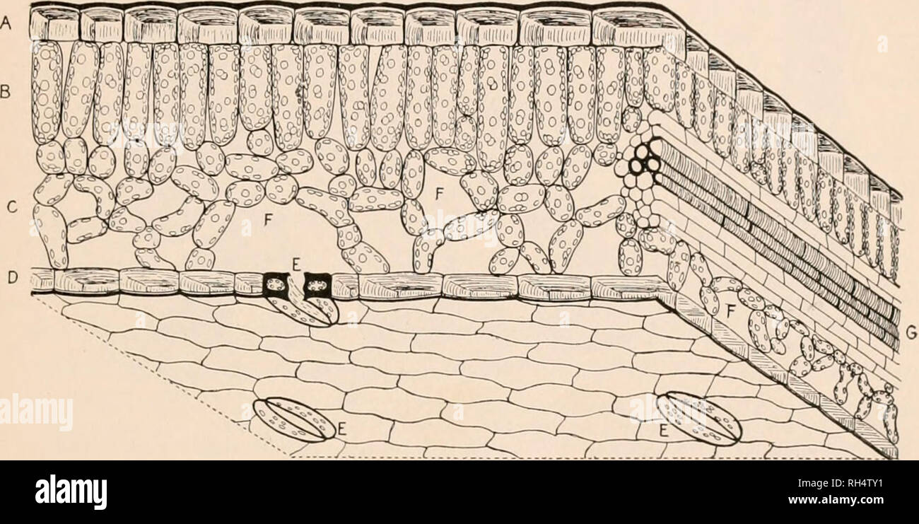 Netted vein hi-res stock photography and images - Alamy